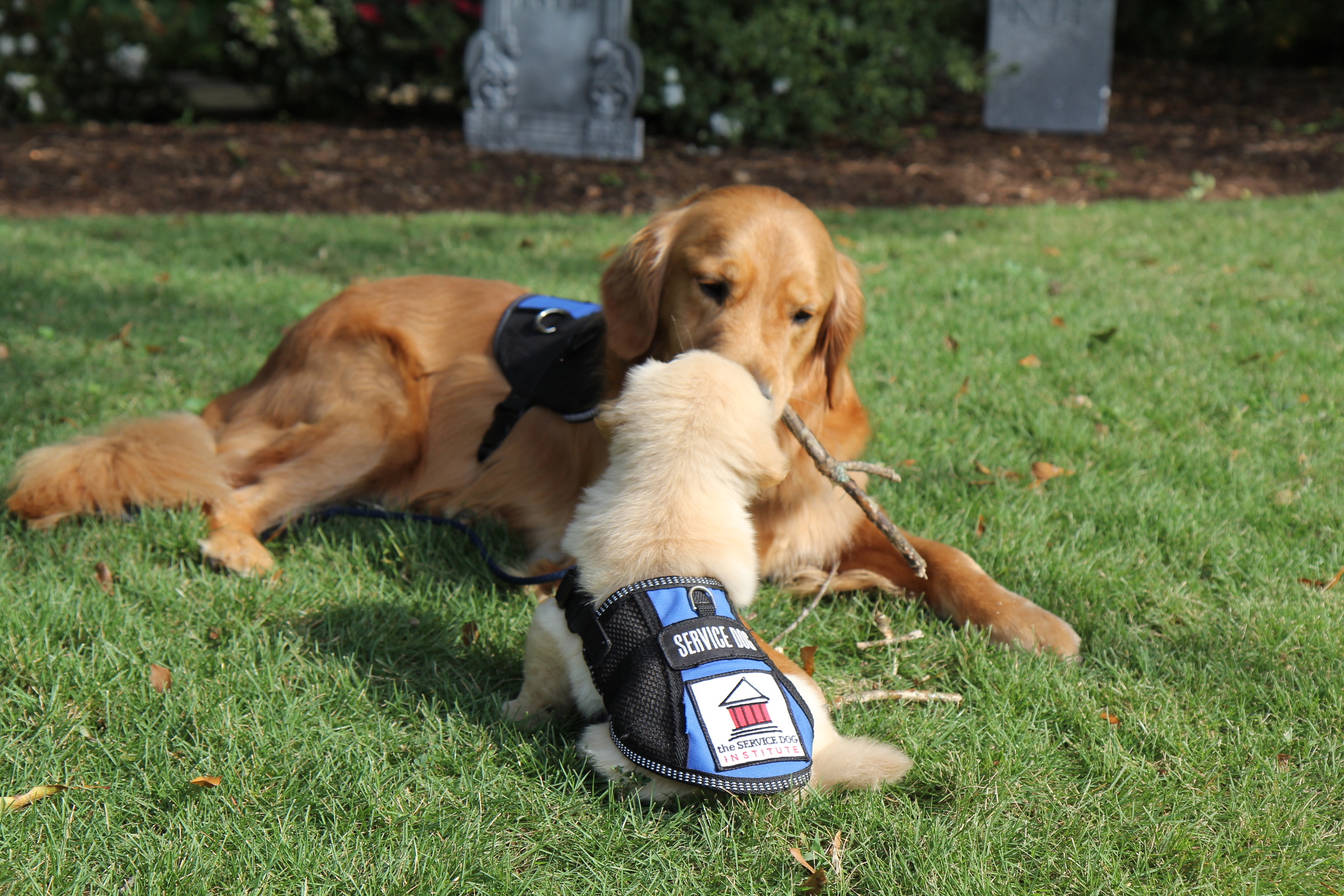 The Service Dog Institute – Raise and train service dogs for children ...